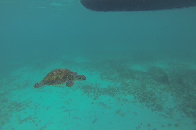 Tulum Private Boat Tour & Turtle Snorkeling Experience - An Introduction to the Experience
