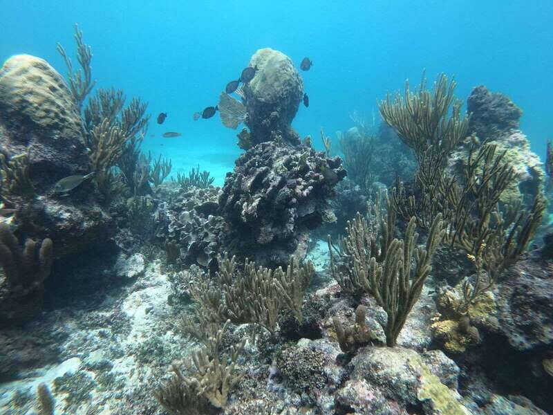 Tulum: Private Snorkel and Sailing Experience - Snorkeling: Discovering Underwater Life