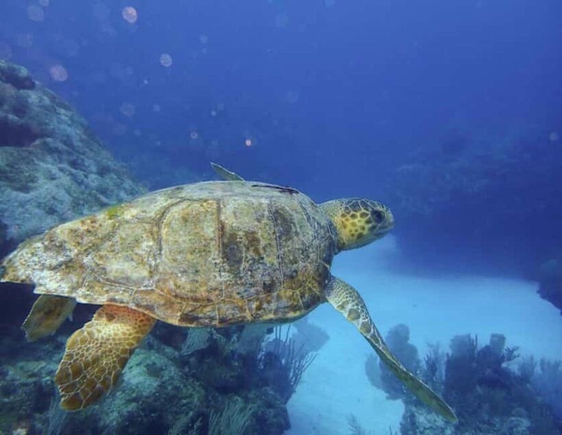 Tulum: Reef Snorkel Tour - Key Points