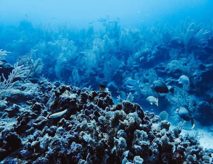 Tulum: Reef Snorkel Tour - Discovering the Reef and Its Surroundings