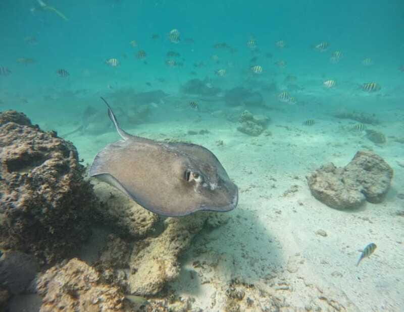 Tulum: Reef Snorkel Tour - FAQs
