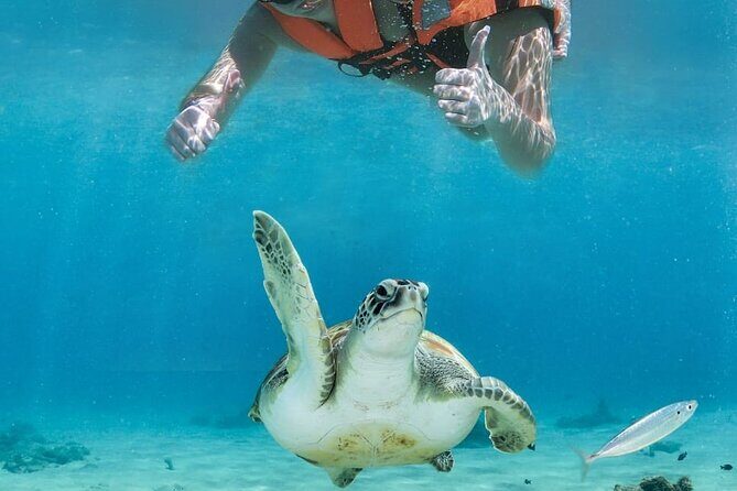 Tulum Ruins and Turtle Search at Akumal Plus Underground Cenote - Authentic Experiences and Practical Tips