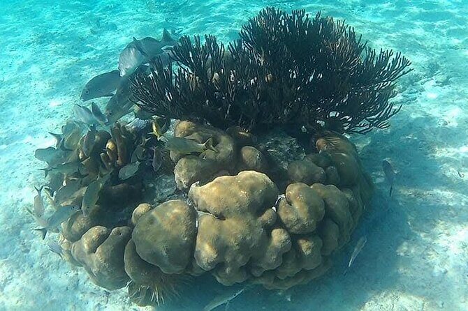 Tulum Ruins Snorkel with Sea Turtle and Cenotes Private Tour - Authenticity and Value: What Travelers Say