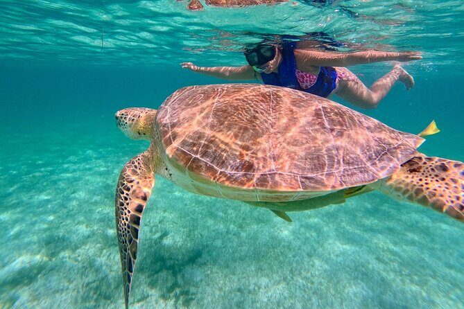 Tulum Ruins Snorkel with Sea Turtle and Cenotes Private Tour - Who Will Love This Tour?