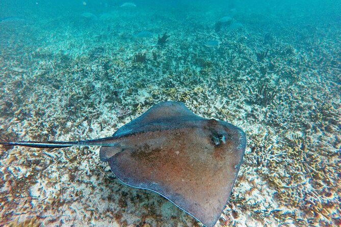 Tulum Ruins, Snorkeling with Turtles and Underground Caves - Frequently Asked Questions