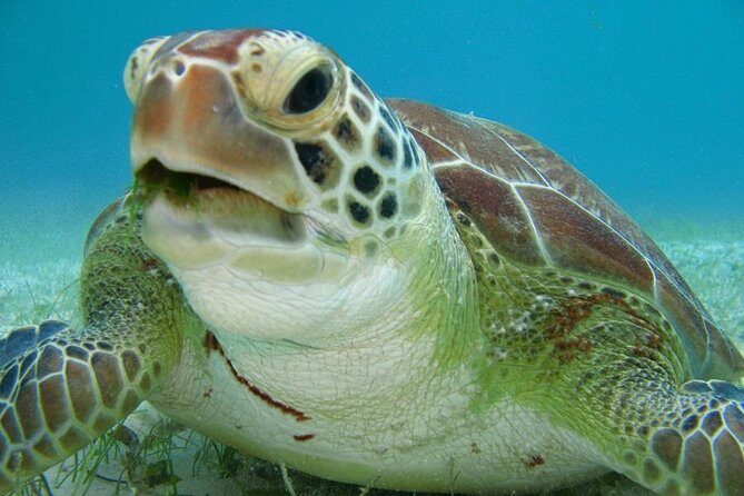Tulum ruins, Swim with turtles and Cenote from Riviera Maya - In-Depth Look at the Tour Experience