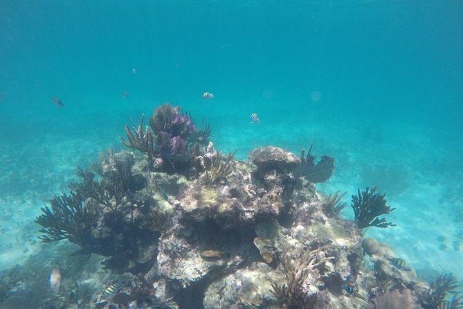 Tulum ruins swim with turtles in Akumal and Cenote - What the Reviews Say
