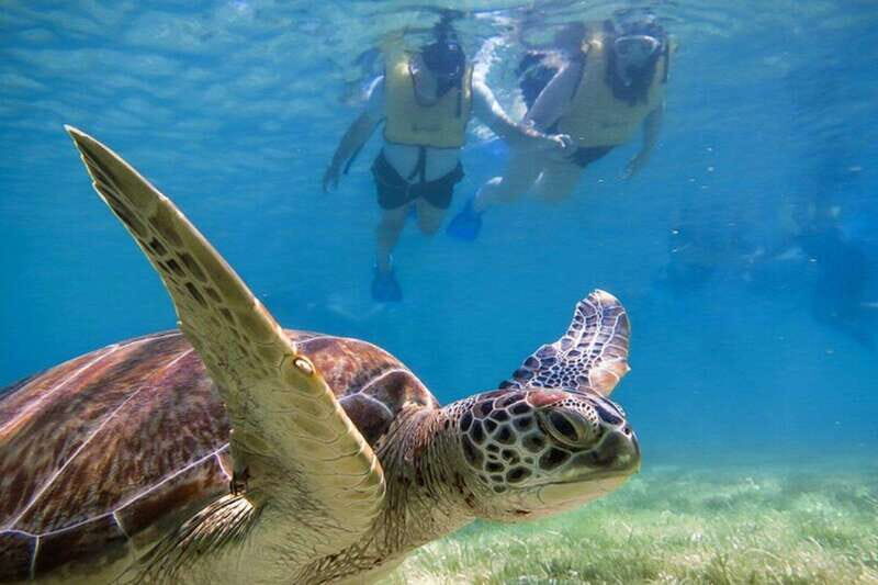 Tulum: Ruins, Turtles & Cenotes Adventure - Authentic Experiences and Traveler Insights