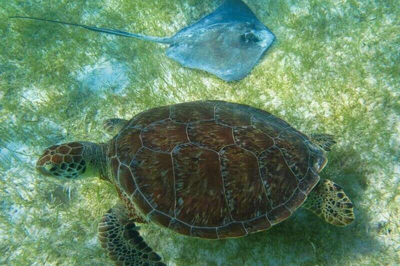 Tulum: Ruins, Turtles & Cenotes Adventure - The Sum Up: Is This Tour for You?