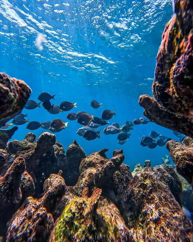 Tulum: Snorkeling at Paradise Reef - An Honest Look at the Snorkeling Experience in Tulum