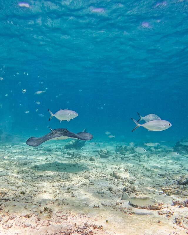 Tulum: Snorkeling at Paradise Reef - FAQ