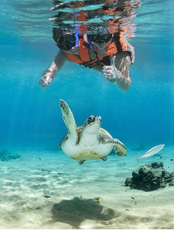 Tulum: Turtle Sighting at Akumal! Undergound Cenote - An In-Depth Look at the Tour Experience
