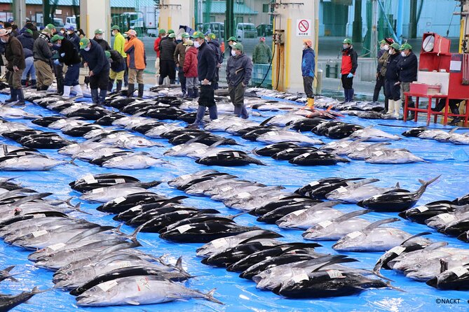 Tuna Auction Market Guided Private Tour in Nachi-Katsuura - Key Points