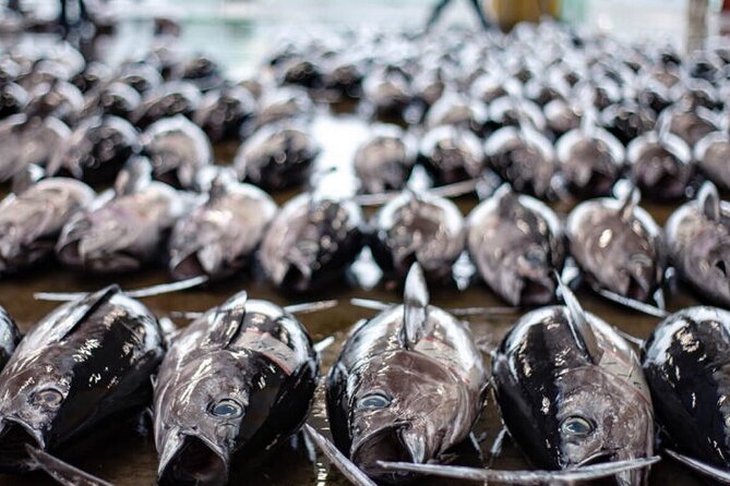 Tuna Auction Market Guided Private Tour in Nachi-Katsuura - Preparing for the Tour