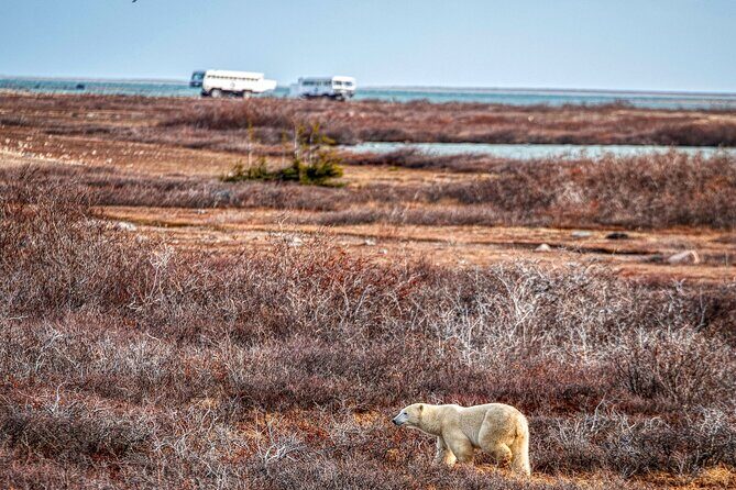 Tundra Buggy Autumn Day Tours - FAQ