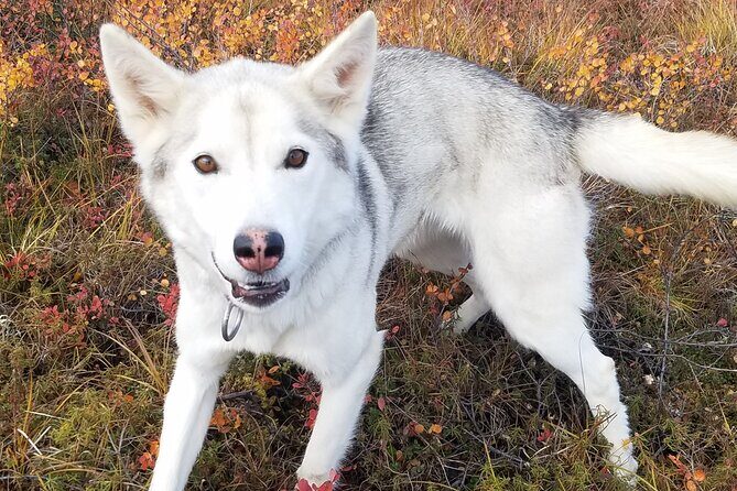 Tundra Walk with Free Running Sled Dogs - An In-Depth Look at the Tundra Walk Experience