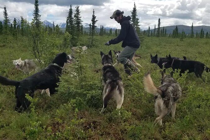 Tundra Walk with Free Running Sled Dogs - FAQ