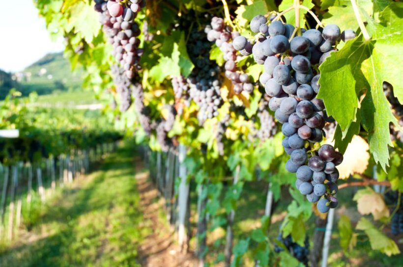 Turin: Private Barolo Wine Region Day Trip with Lunch - The Itinerary: What to Expect