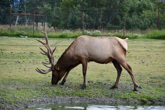 Turnagain Arm Sightseeing Experience and Wildlife Tour - The Wildlife Conservation Center: A Highlight