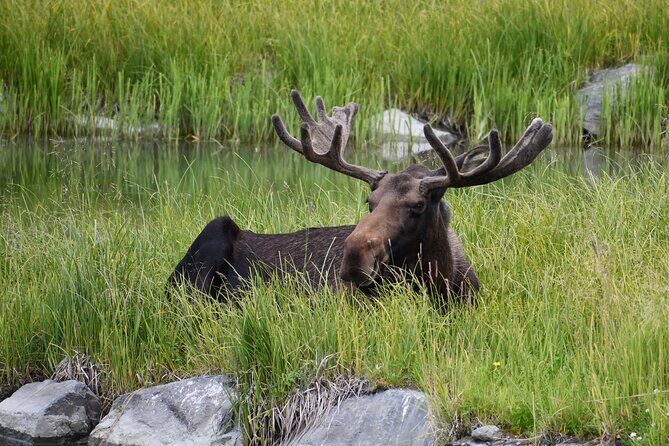 Turnagain Arm Sightseeing Experience and Wildlife Tour - Final Words