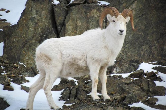 Turnagain Arm Tour - FAQs