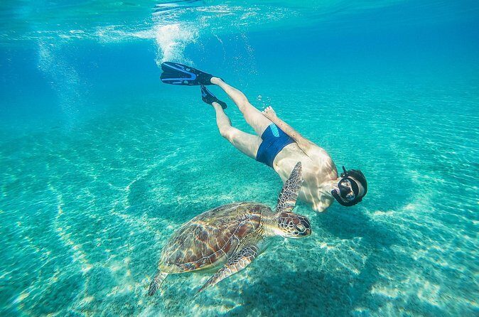 Turtle and Shipwreck Snorkel Private Tour in Barbados - The Sum Up