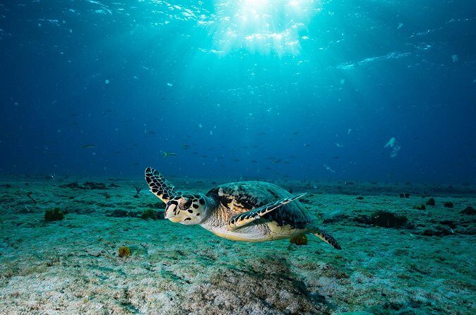 Turtle and Shipwreck Snorkel Private Tour in Barbados - FAQ