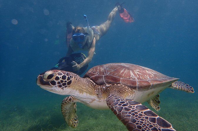 Turtle Beach Power Snorkeling Adventure - Wildlife Encounters and Photos