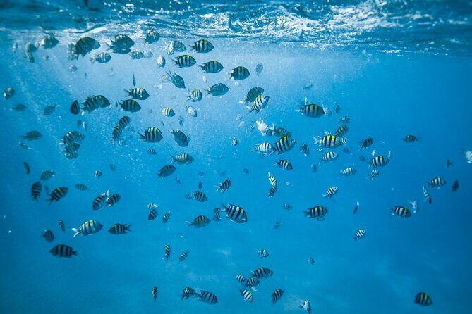 Turtle Canyon Snorkel Adventure in Waikiki - The Itinerary: What to Expect from Start to Finish