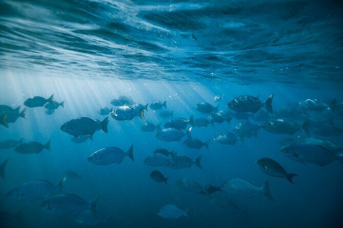 Turtle Canyon Snorkel Adventure in Waikiki - Who Should Consider This Tour?