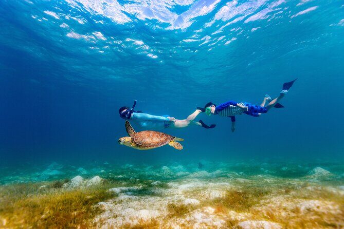 Turtle Canyon Snorkel Adventure - Small Group 6 Passengers - What to Expect from the Turtle Canyon Snorkel Adventure