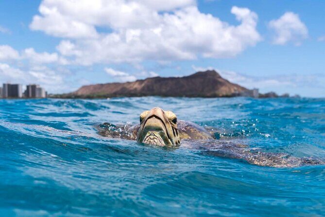 Turtle Canyon Snorkel Adventure - Small Group 6 Passengers - Who Will Love This Tour?