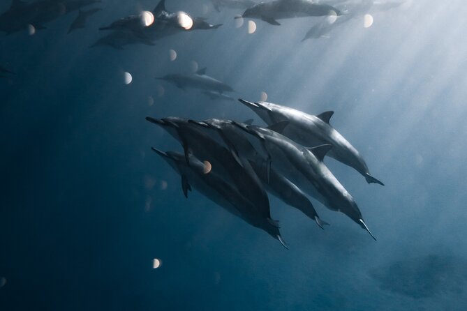 Turtle Canyon Snorkel Tour - Semi-private: 6 passenger max - Why This Tour Offers Real Value