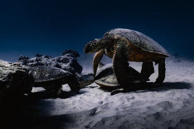 Turtle Canyon Snorkel Tour - Semi-private: 6 passenger max - Who Should Consider This Tour?