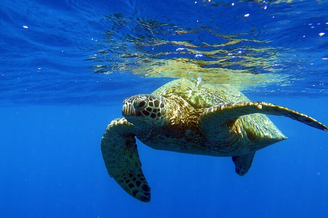 Turtle Canyon Waikiki Snorkel Adventure - Meeting and Pickup Information