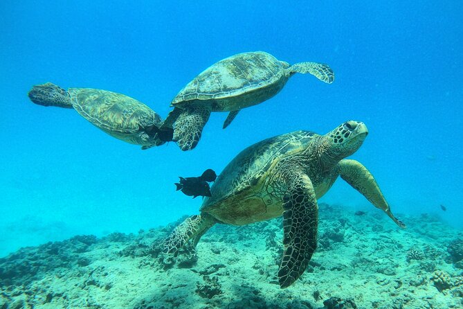 Turtle Canyon Waikiki Snorkel Adventure - Highlights of the Marine Life