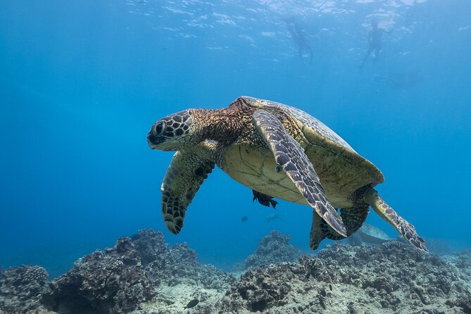 Turtle Canyon Waikiki Snorkel Adventure - Potential Limitations and Considerations