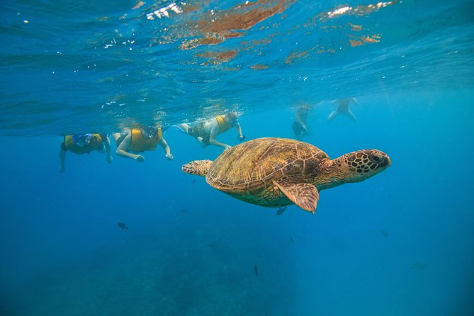 Turtle Canyons Snorkel Excursion from Waikiki, Hawaii - Frequently Asked Questions (FAQs)