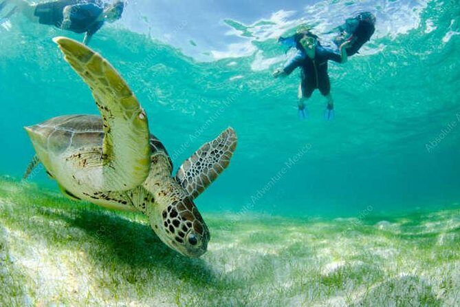 Turtle Encounter Private Tour  Swim with Sea Turtles & Cenote - Who Should Consider This Tour?