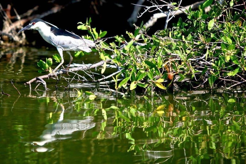 *Turtle Hatching + 3 Palos Lagoon Boat Ride & Crocs Farm - Key Points