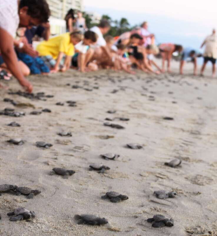 *Turtle Hatching + 3 Palos Lagoon Boat Ride & Crocs Farm - A Closer Look at the Experience