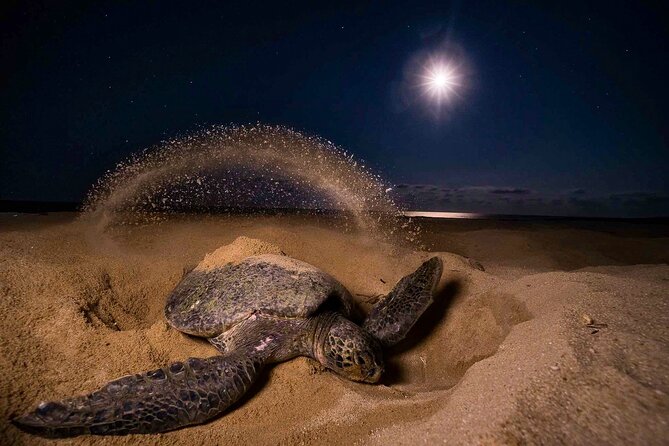 Turtle Nesting Night Tour in Tortuguero - Tour Experience and Highlights
