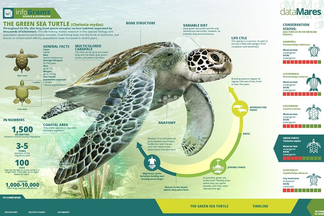 Turtle Nesting Night Tour in Tortuguero - Conservation and Ethical Considerations
