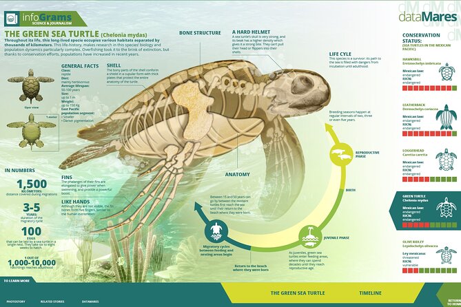 Turtle Nesting Night Tour in Tortuguero - What to Expect During the Turtle Nesting Tour