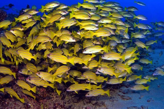 Turtle Reef Kayak Tour of Makena, Maui - In The Sum Up