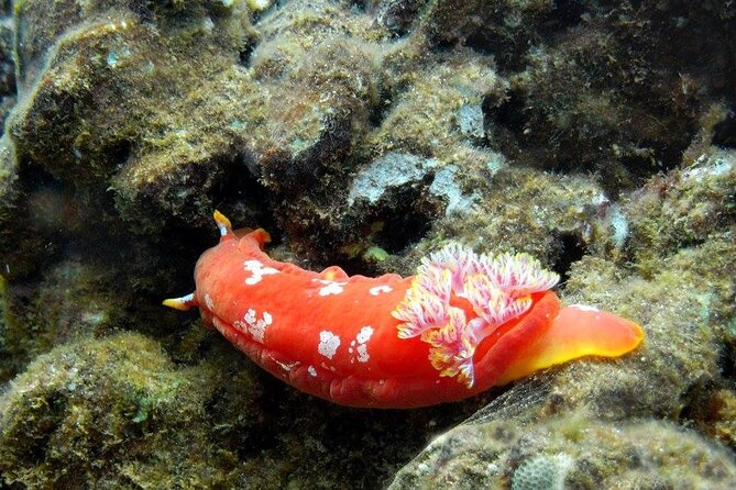 Turtle Reef Kayak Tour of Makena, Maui - Frequently Asked Questions