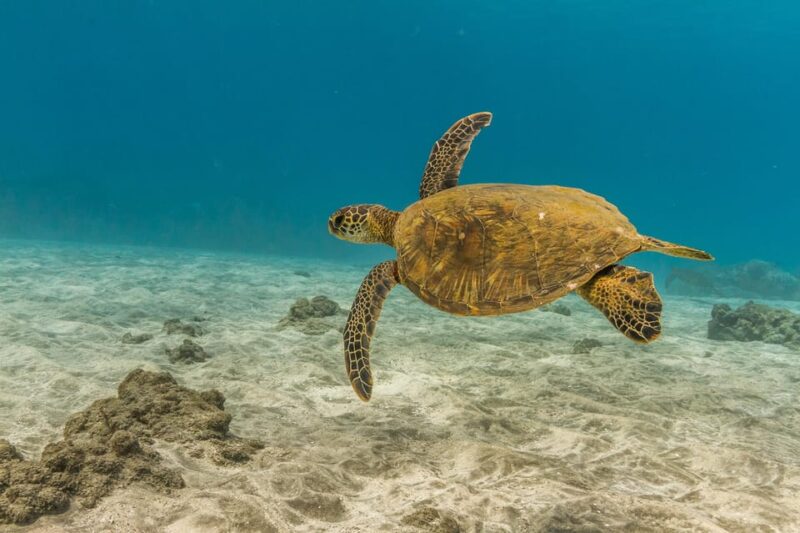 Turtle Reef Snorkel Adventure - Why This Tour Stands Out
