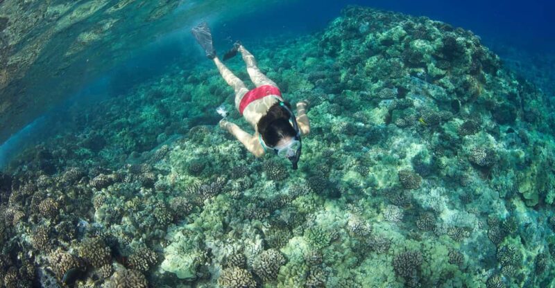 Turtle Reef Snorkel Adventure - The Experience of the Vessel