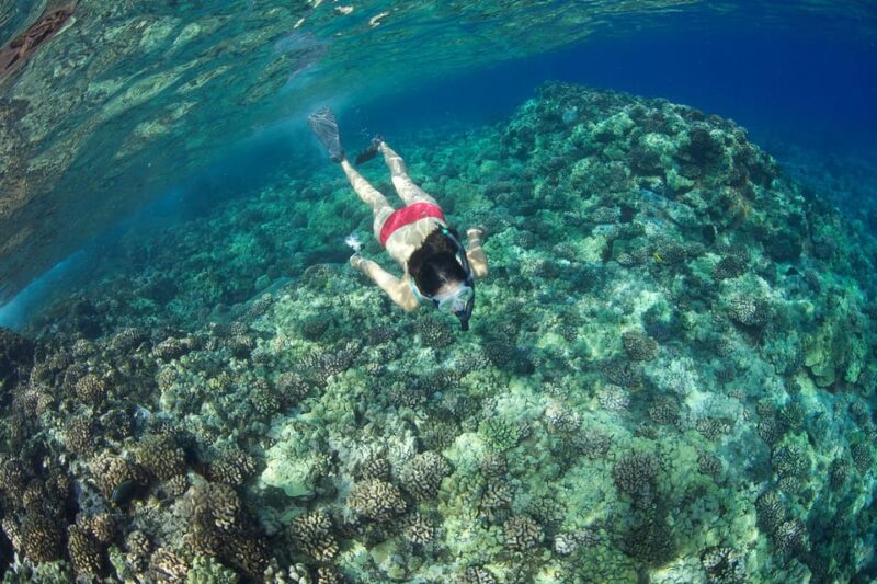 Turtle Reef Snorkel Adventure - Practical Tips for Travelers