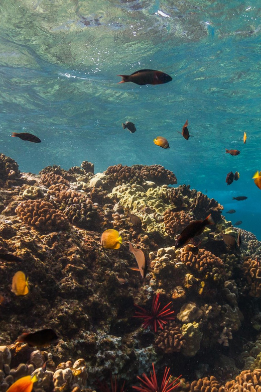 Turtle Reef Snorkel Adventure - FAQ